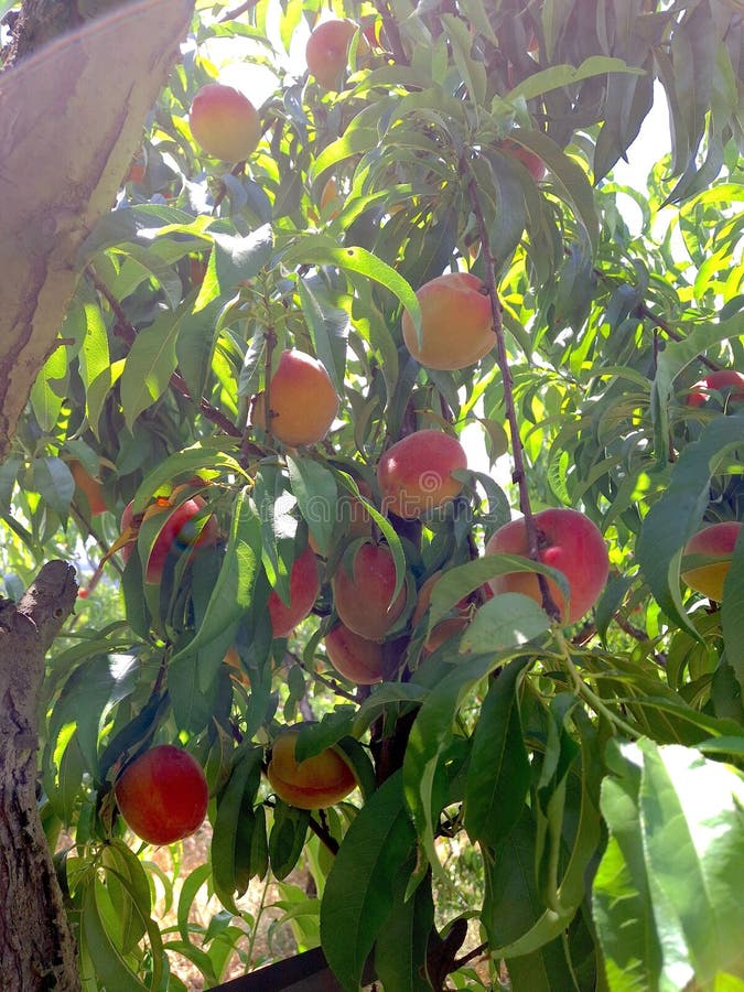 Ripe Peaches on a Tree in a Sunny Orchard. Stock Photo - Image of tree ...