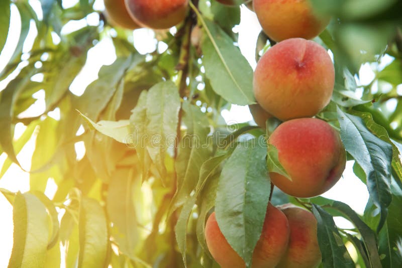 Ripe Peaches on Tree Branch in Garden Stock Photo - Image of delicious ...