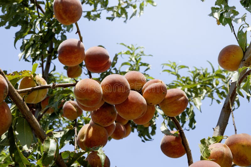 Ripe Peaches on Tree Branch Stock Photo - Image of natural, vegetarian ...