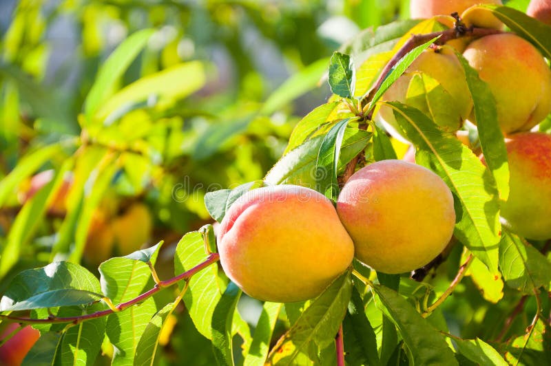 Ripe Peaches on Tree Branches Stock Photo - Image of group, colourful ...