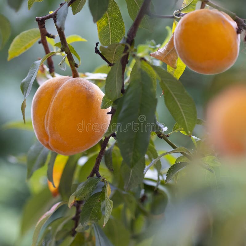 Ripe Peaches in a Tree Garden Stock Image - Image of orange, home ...