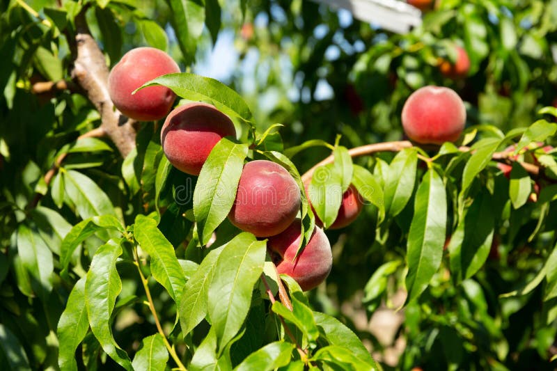 Ripe peaches on trees stock photo. Image of greenery - 279247126