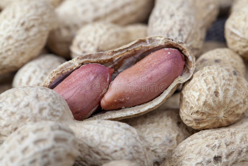 Group of Roasted Peanuts in the Shell without Salt Stock Photo - Image ...