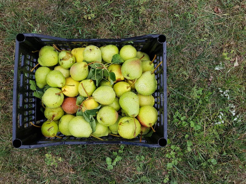 Ripe pear crop stock image. Image of outdoors, farming - 121884795