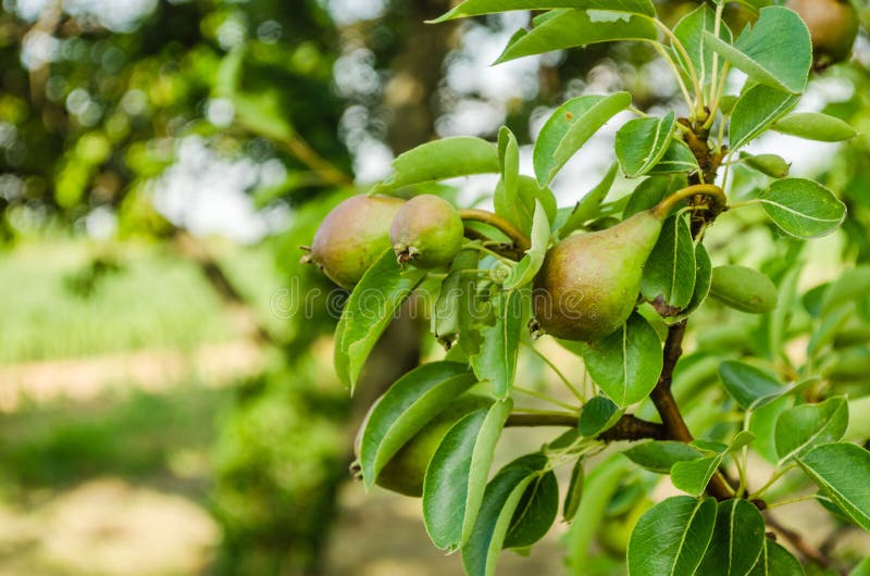 Pear fruits on the tree stock image. Image of growing - 243919733