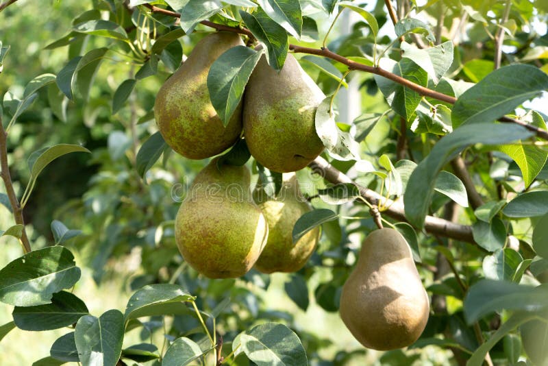 Ripe Pear Fruit on a Tree in the Green Garden Stock Image - Image of ...