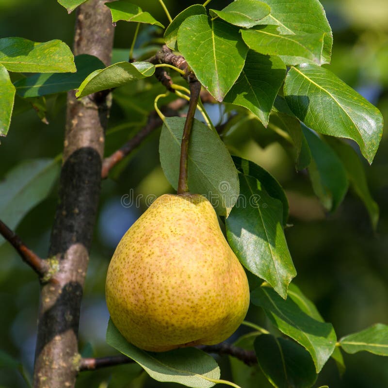 Ripe pear fruits stock image. Image of delicious, crop - 33485637