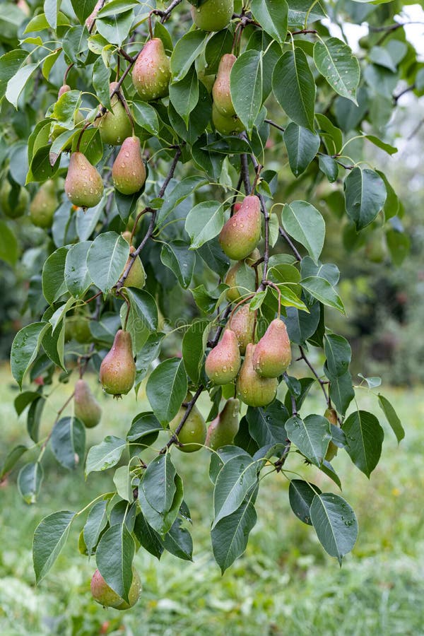 Ripe Pear Hanging on a Tree Branch Stock Photo - Image of pear, health ...