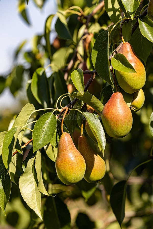 Ripe Pear Hanging on a Tree Branch Stock Image - Image of macro, apple ...