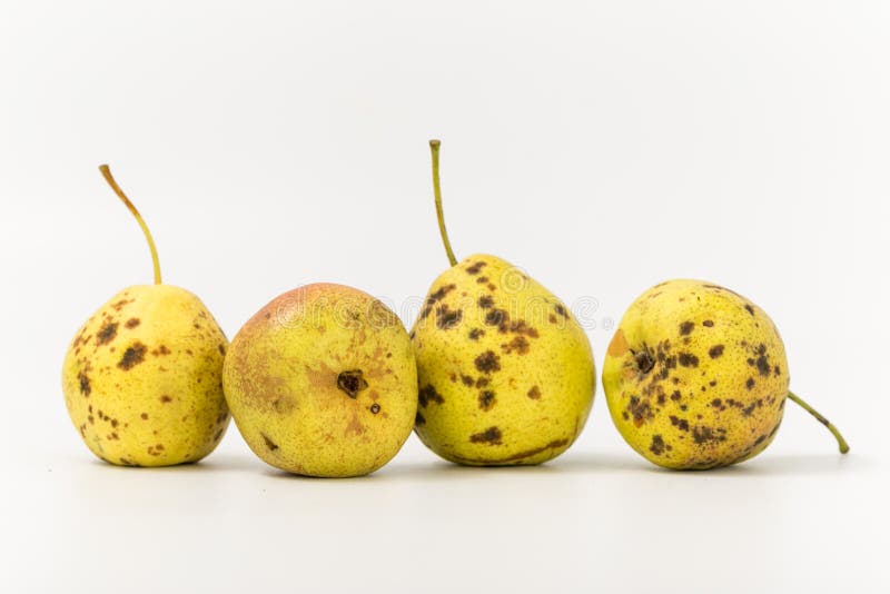Ripe Pear of Winter Varieties on a White Background. Stock Image ...