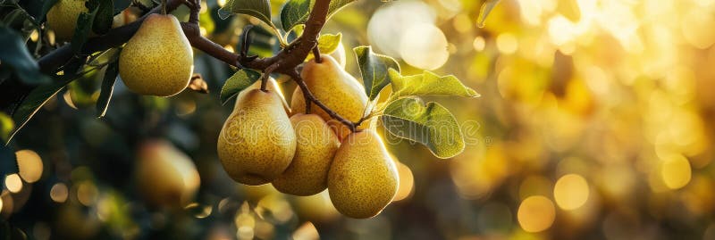 Ripe Pears Bathed in the Golden Glow of Sunset, Hanging from a Lush ...
