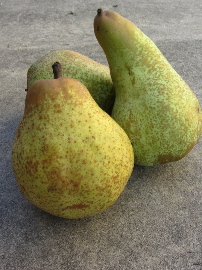 Ripe pears stock photo. Image of delicious, green, pears - 55523804