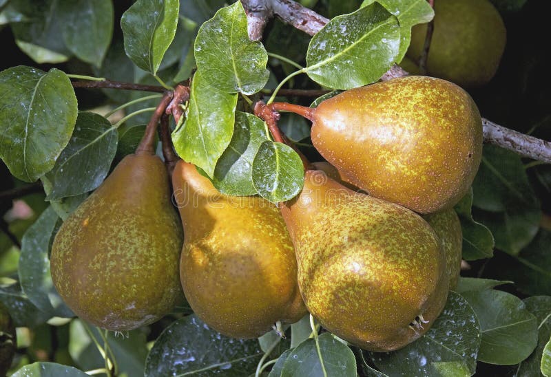Ripe pears stock image. Image of leaves, tree, fruit - 77743315