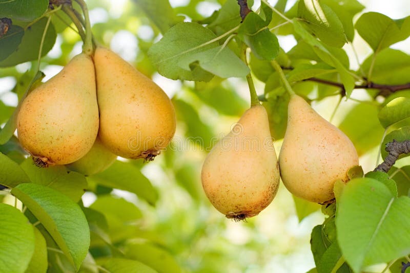 Ripe pears on tree stock image. Image of natural, leaf - 15903423