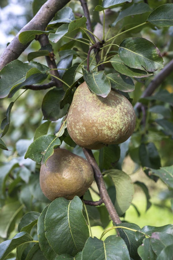 Ripe pears on tree stock photo. Image of outdoor, natural - 101649486