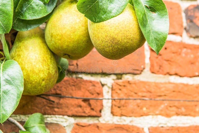 Ripe Pears Tree Front Red Stone Wall Stock Photos - Free & Royalty-Free ...
