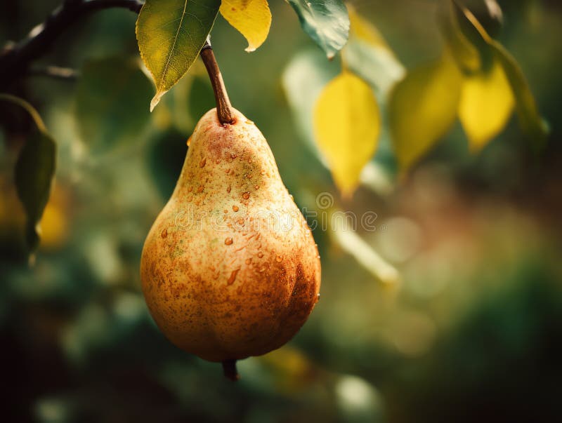 Ripe Pears on the Tree in the Garden. Shallow Depth of Field. Made with ...