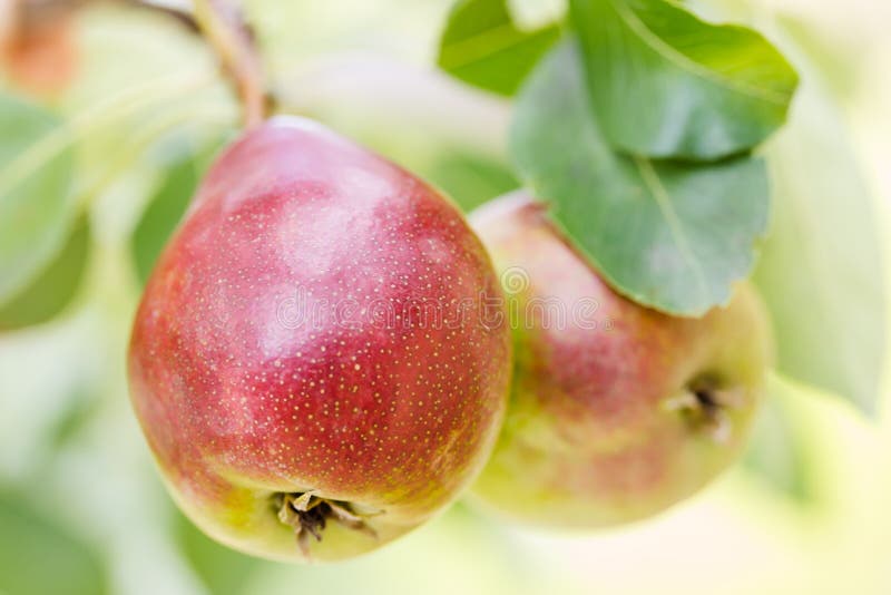 Ripe Pears on a Tree Outdoors, Close-up. Stock Image - Image of leaf ...