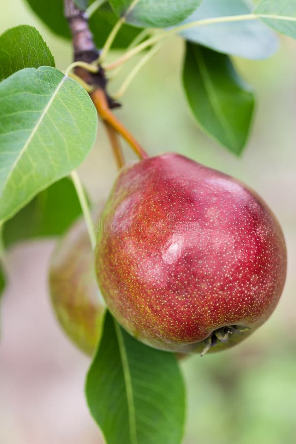 Ripe Pears on a Tree Outdoors, Close-up. Stock Image - Image of leaf ...