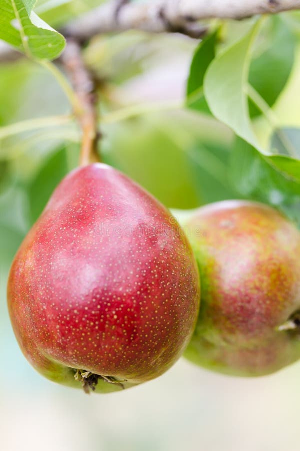 Ripe Pears on a Tree Outdoors, Close-up. Stock Image - Image of leaf ...