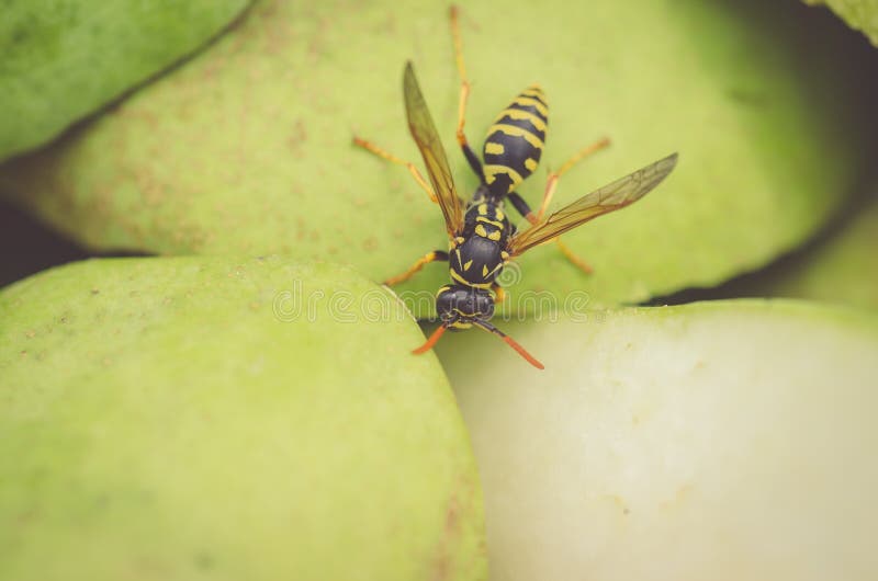 345 Top View Wasp Stock Photos - Free & Royalty-Free Stock Photos from ...