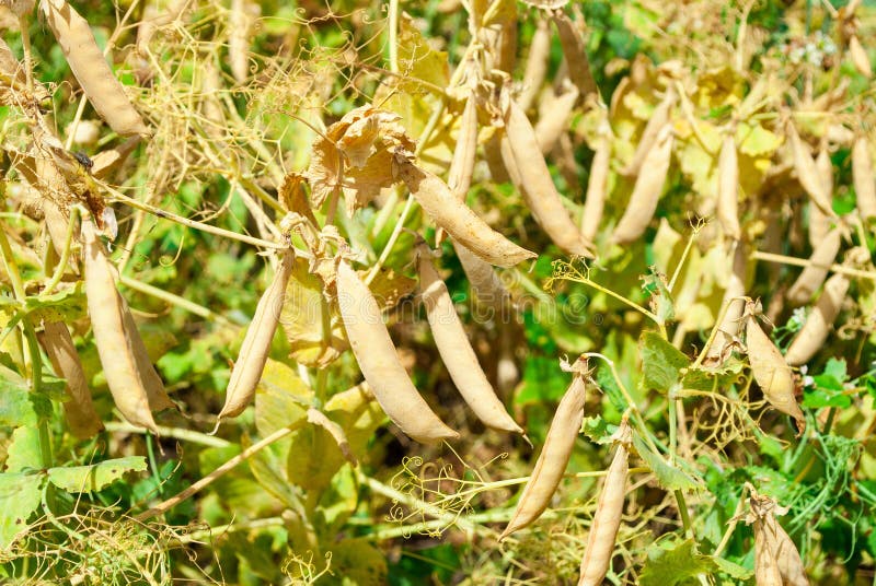 Ripe peas stock image. Image of delicious, bush, grain - 82385115