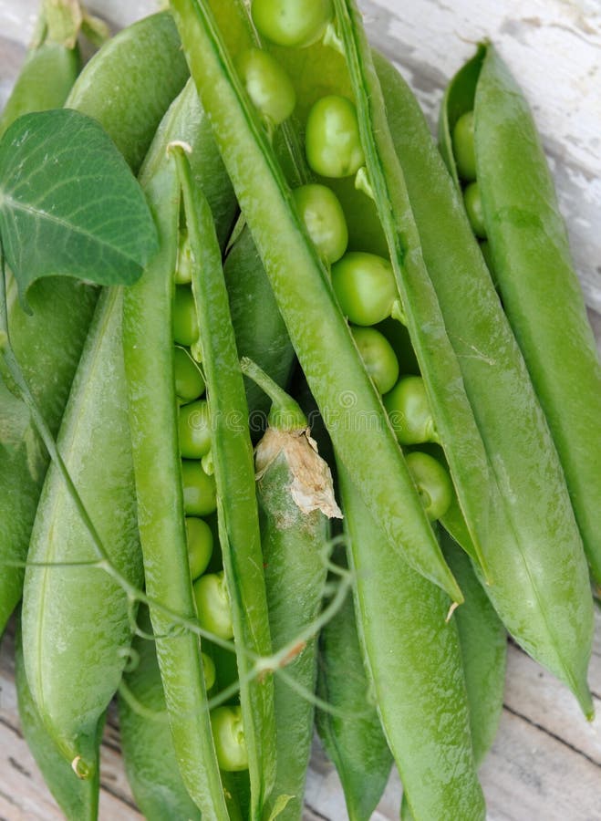 Ripe peas on the pods stock photo. Image of diet, bean - 95490968