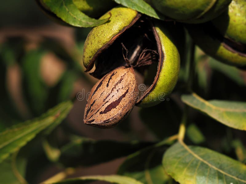 Ripe pecan on the tree stock photo. Image of healthy - 267279018