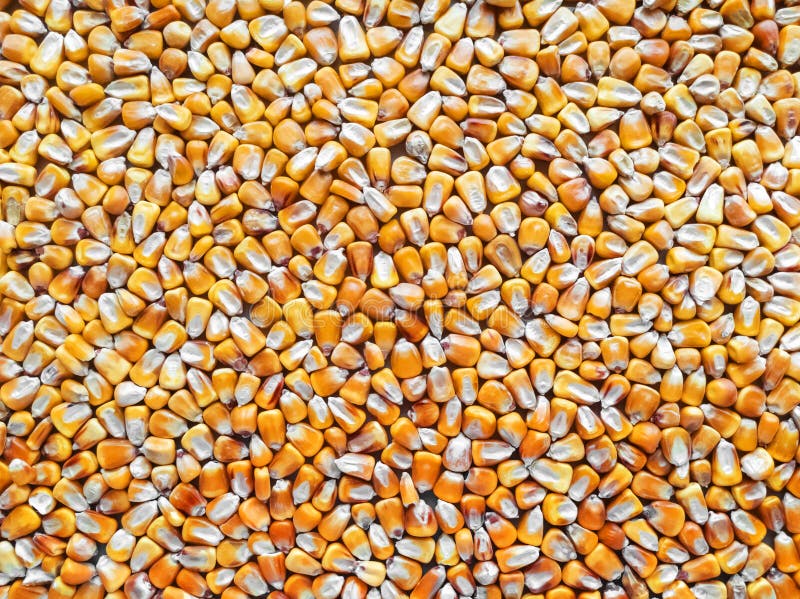 3,321 Corn Husk Texture Stock Photos - Free & Royalty-Free Stock Photos ...