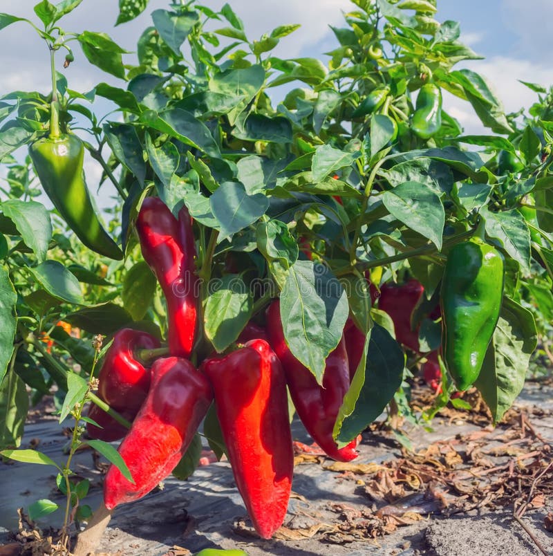 Ripe Pepper on the Field at Harvest Time Stock Photo - Image of grow ...