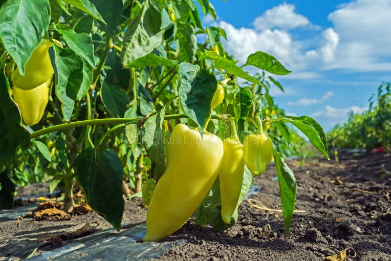 Ripe Pepper on the Field at Harvest Time Stock Image - Image of farm ...
