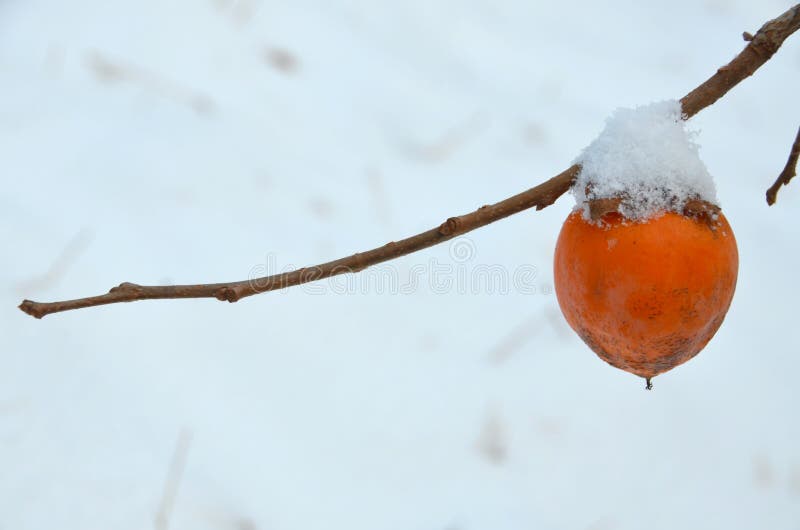 Ripe Persimmon on Branch Covered with White Snow Stock Image - Image of ...