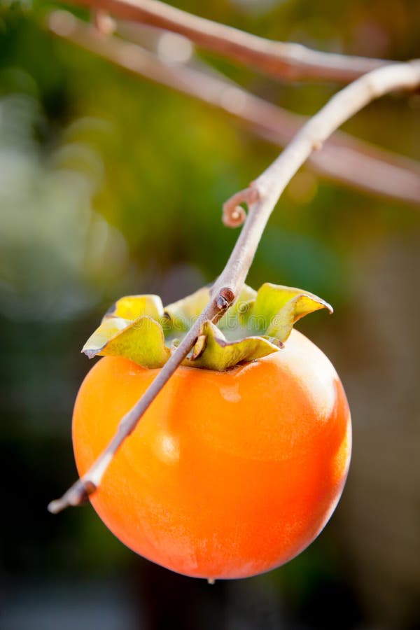 Ripe Persimmon Fruit on Tree Stock Image - Image of scenery, organic ...