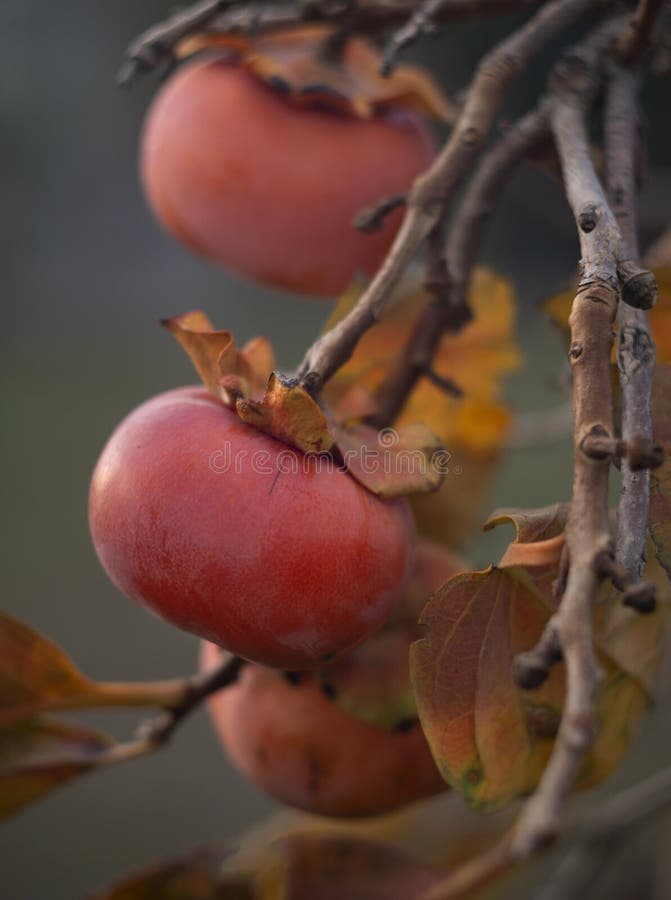 Ripe Persimmon Fruit on a Tree in Late Autumn in Greece Stock Photo ...