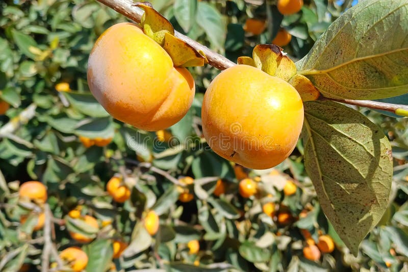 Ripe Persimmon Fruit on a Tree Stock Photo - Image of nature, leaves ...