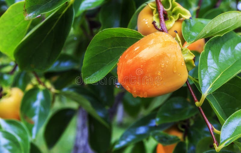 Ripe Persimmon on a Tree in the Rain Stock Image - Image of bright ...