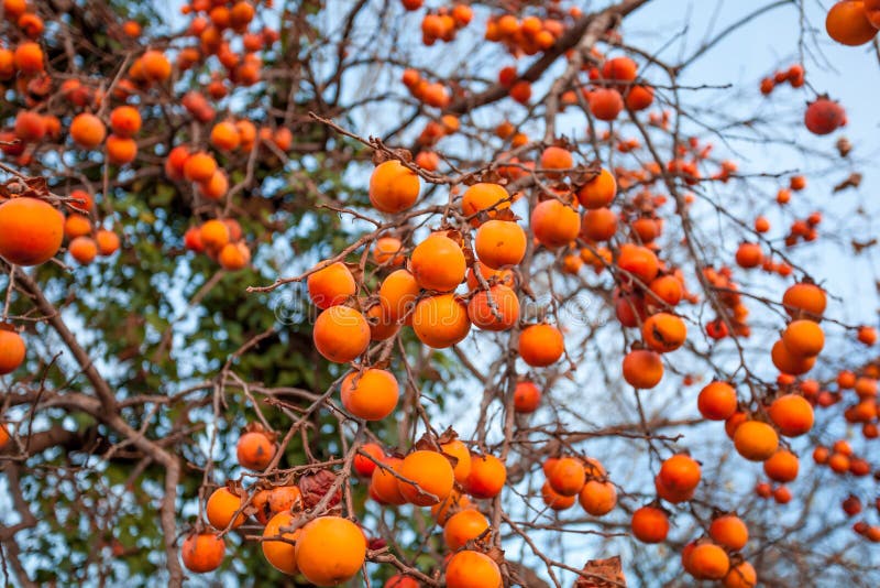 A Plantation Of Ripe Persimmon Stock Image - Image of israel, branch ...