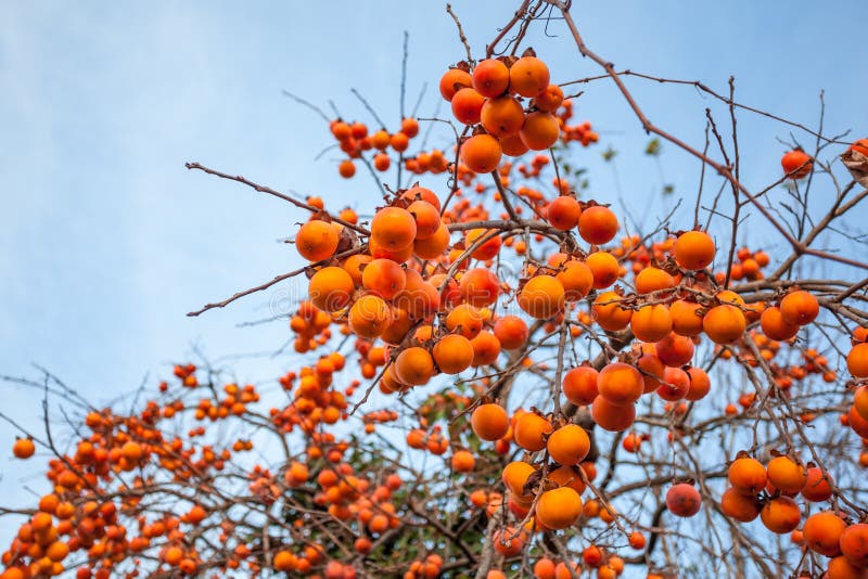 Ripe Persimmon on a Tree in Winter Stock Image - Image of bright, fall ...
