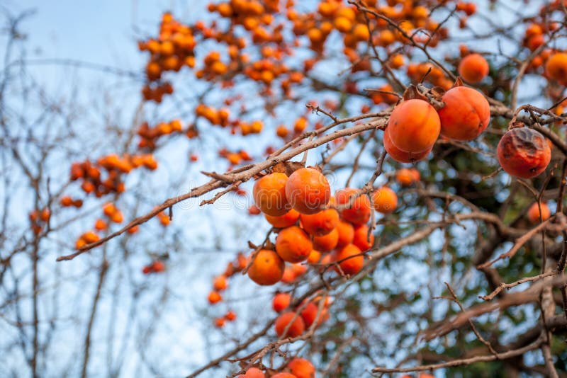 3,709 Winter Persimmon Stock Photos - Free & Royalty-Free Stock Photos ...