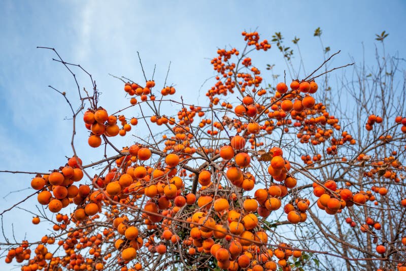 Ripe Persimmon on a Tree in Winter Stock Photo - Image of juicy ...