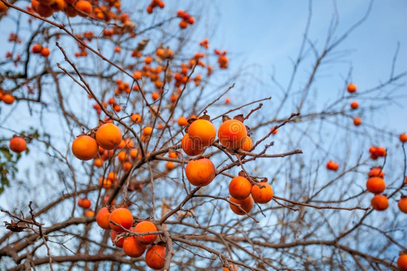 Ripe Persimmon on a Tree in Winter Stock Image - Image of closeup ...