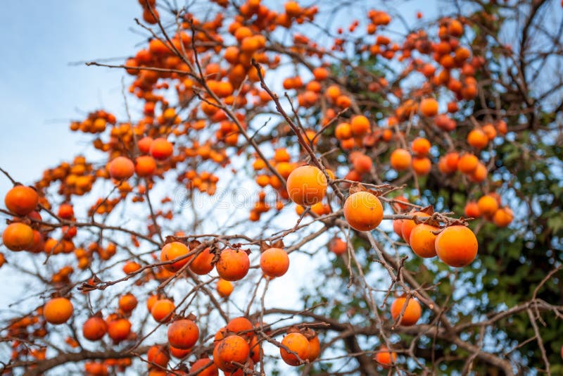 Ripe Persimmon on a Tree in Winter Stock Photo - Image of fall ...