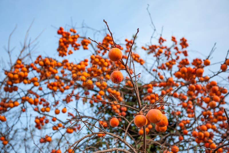 Ripe Persimmon on a Tree in Winter Stock Photo - Image of persimmon ...