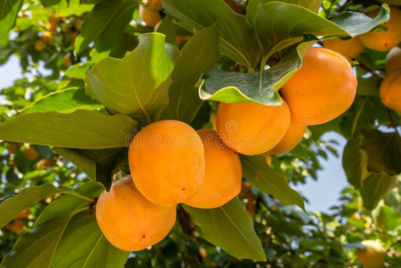 Ripe Persimmons Close Up at Persimmon Tree Stock Photo - Image of ...