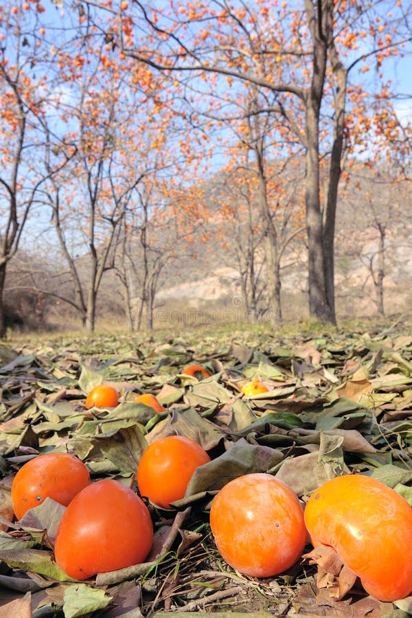 Persimmon stock photo. Image of food, produce, eating - 27296208