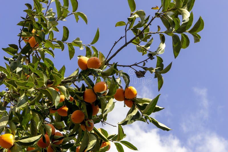 Persimmon on a Branch. Fruit on a Fallen Tree. Autumn Fruits. Persimmon ...