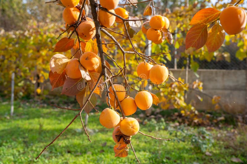 Ripe Persimmons on Tree Branch in Sunlit Orchard with Lush Green Grass ...