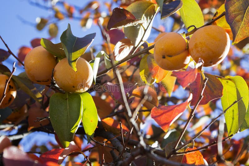 Ripe Persimmons on Tree Branches Stock Image - Image of leaf, natural ...