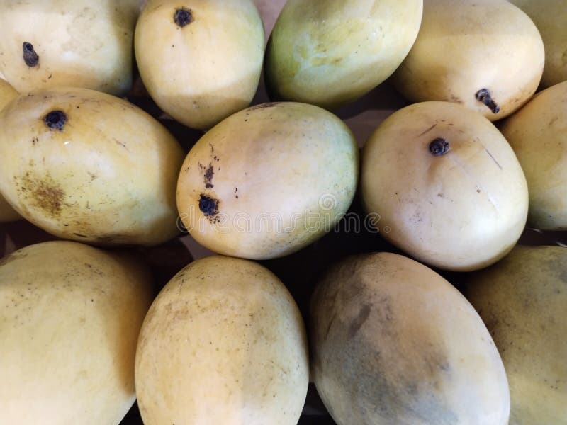 Ripe Philippine Mango Sweet and the Best Stock Image - Image of fruit ...