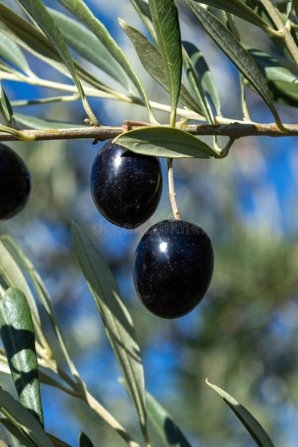Ripe Picual Olives on the Olive Tree Stock Image - Image of ...